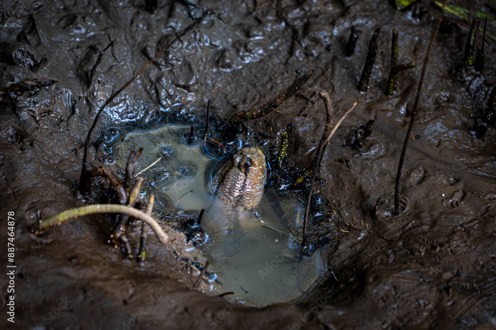 Mudskippers on the mud,walking Fish, Mangrove Forest. Stock Photo ...