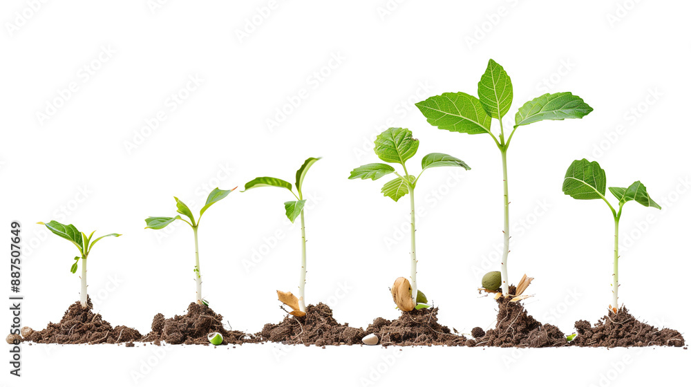 Multiple stages of a maple sprout’s growth, from seed to small plant ...