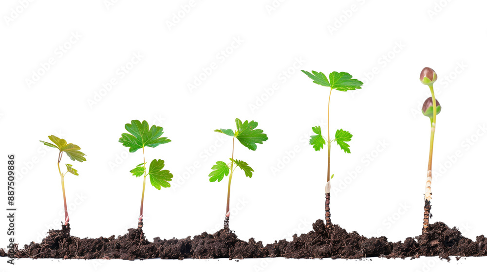 Multiple stages of a maple sprout’s growth, from seed to small plant ...