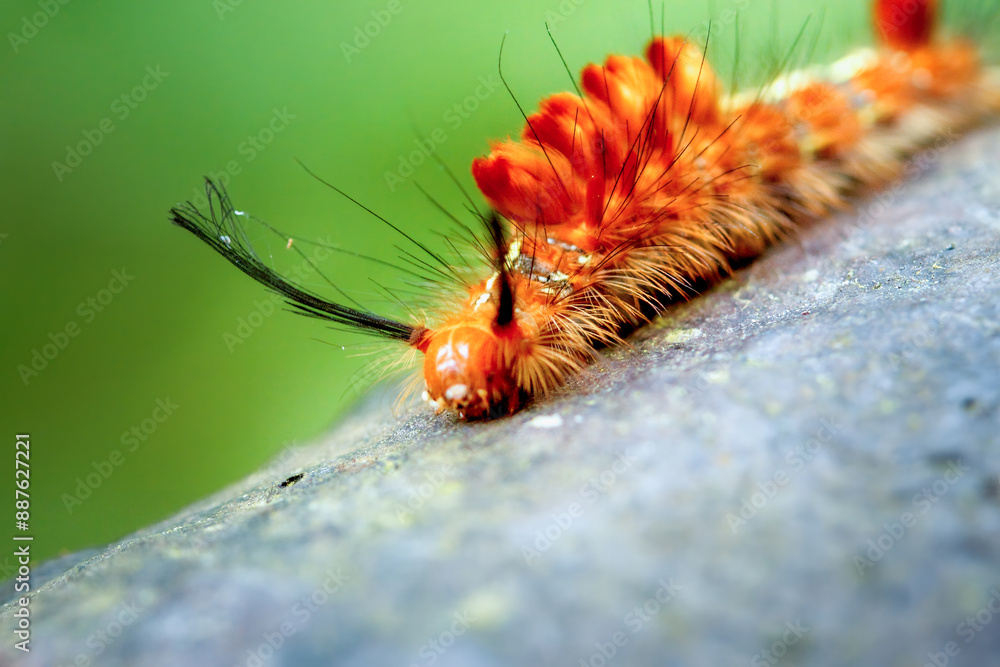 Detailed view of a Neocifuna olivacea caterpillar with orange and black ...