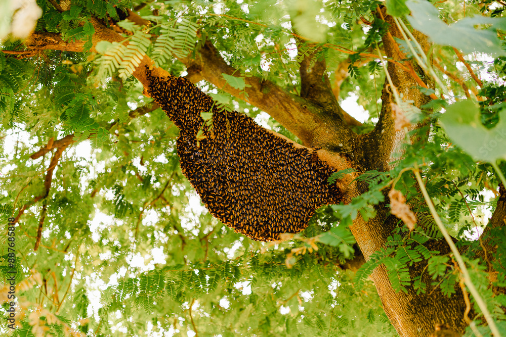 Huge wasp nest seen on tree. Natural honey production from hive hanging ...