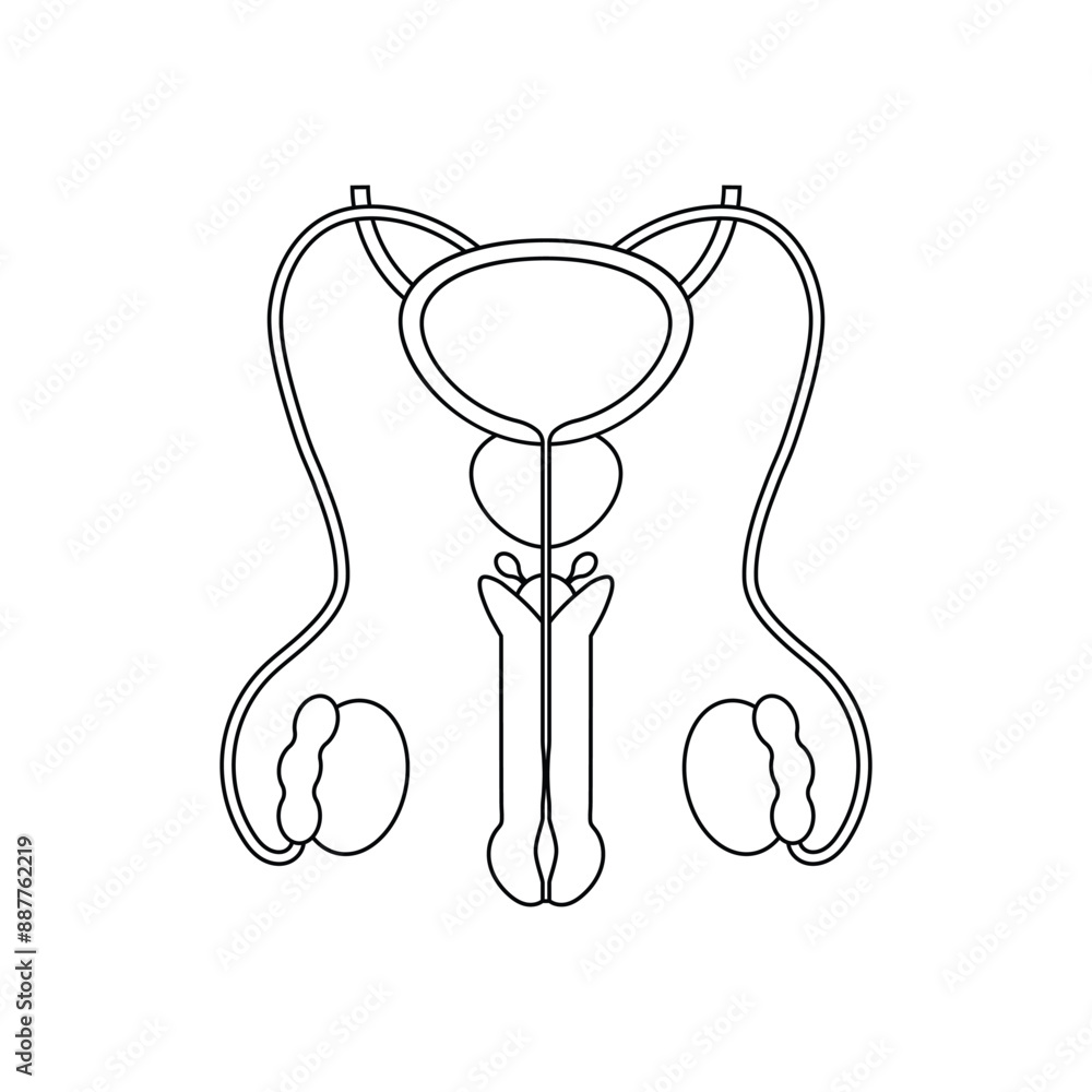 Male reproductive system in line style. Anatomically correct ...