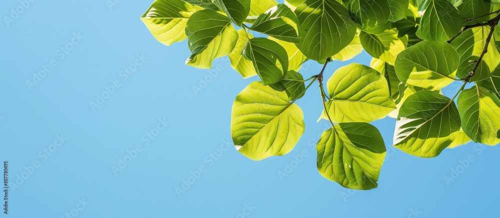 Tulip tree leaves also known as Tuliptree or American Tulip Tree shown ...