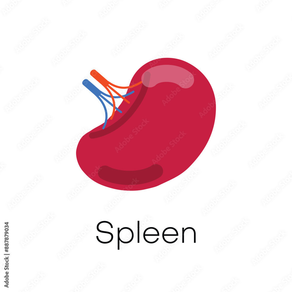Human spleen isolated on white background. Spleen internal anatomy ...