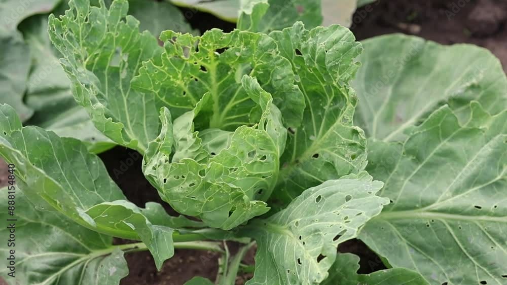 Cabbage in the garden. The caterpillars attacked the cabbage. The ...