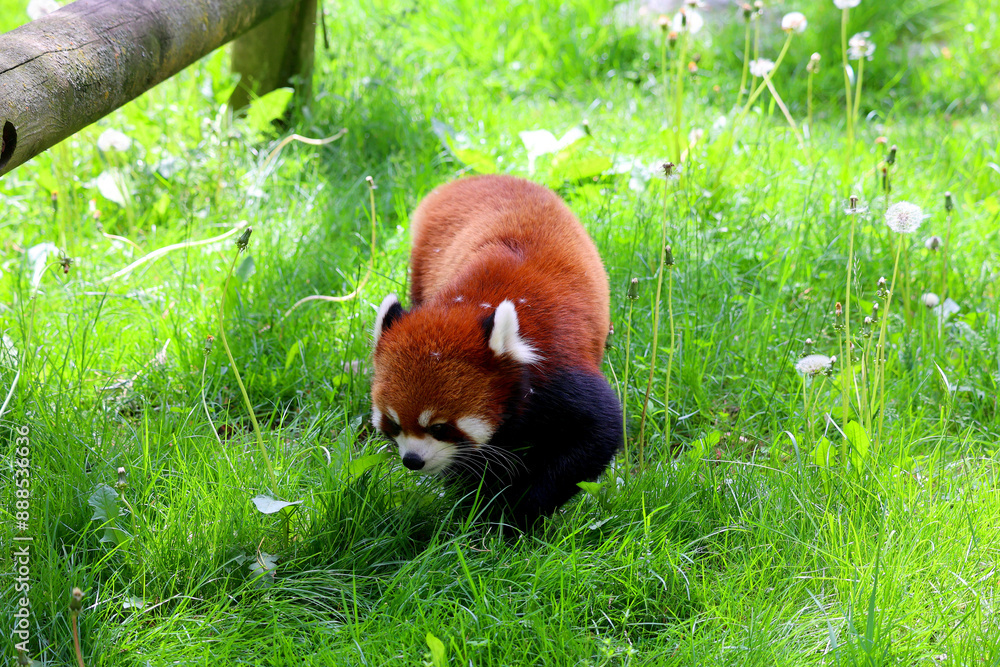 The red panda (Ailurus fulgens), also called lesser panda and red cat ...