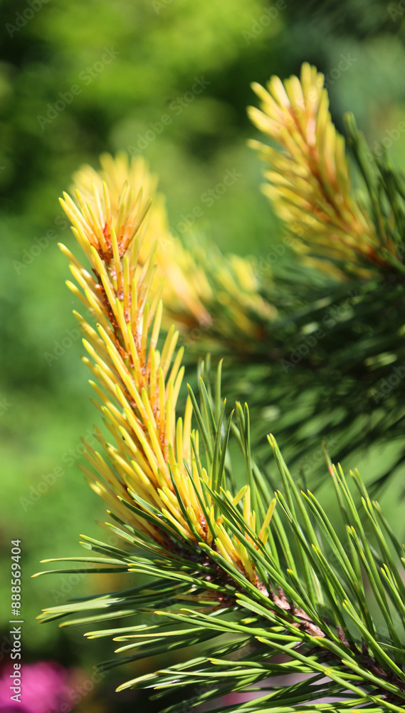 Pinus contorta, with the common names lodgepole pine and shore pine ...