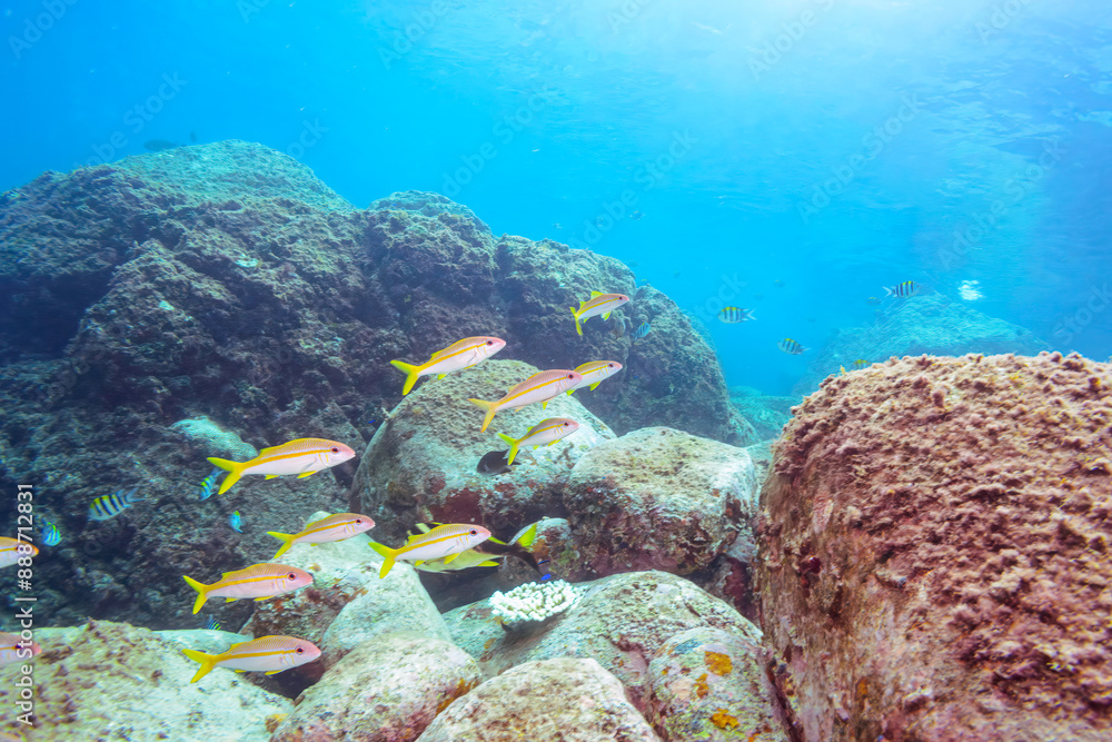 美しいアカヒメジ他 伊豆諸島式根島-2020 英名、学名：Yellowfin goatfish (Mulloidichthys ...