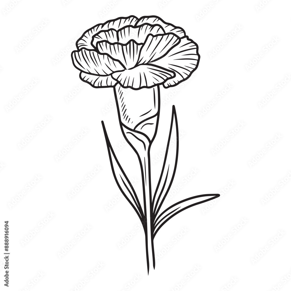 Beautiful carnation flower in black isolated on white background. Hand ...