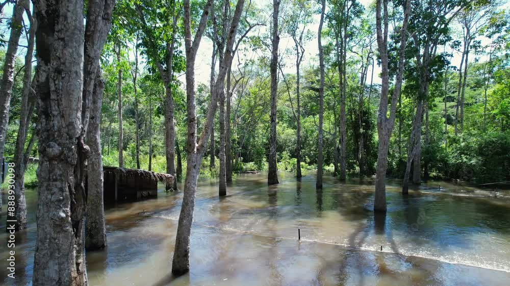 Aboriginal Indian Tribe At Manaus Amazonas Brazil. Amazon Rainforest ...