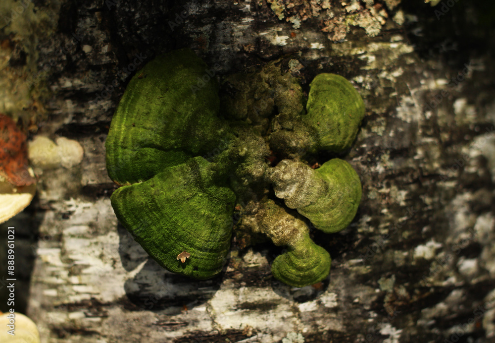variegated wavy mushrooms, grebes, growths on the trunk of a birch tree ...