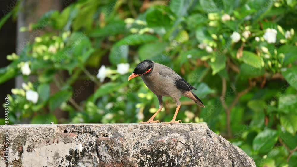 Indian Myna Birds. Its other names Common myna and mynah. This is a ...