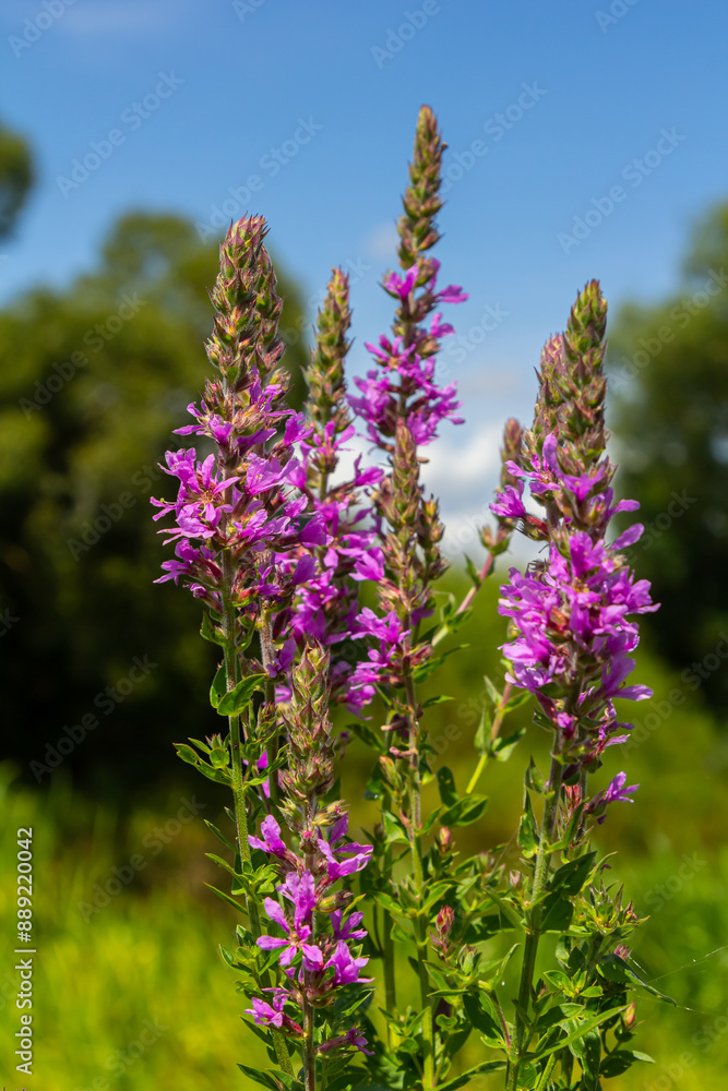 Purple loosestrife Lythrum salicaria inflorescence. Flower spike of ...