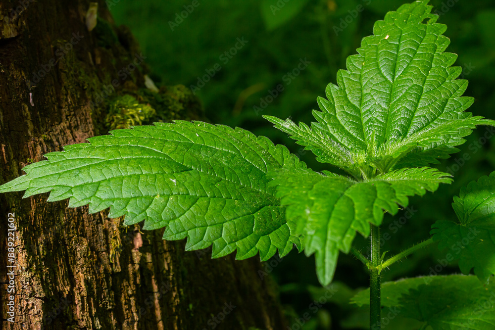 Urtica dioica or stinging nettle, in the garden. Stinging nettle, a ...