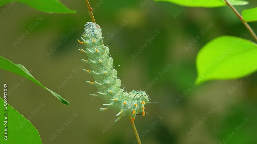 Butterfly caterpillar of Atlas Moth or Attacus lorquini in the family ...
