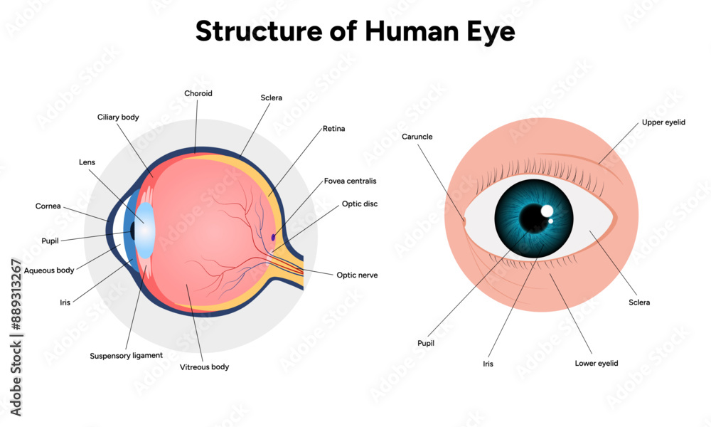 Human eye anatomy medical diagram with eyelid and optic nerve Stock ...