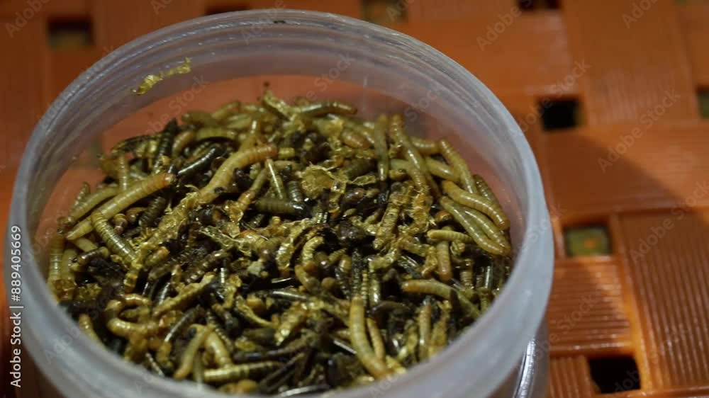 Tenebrio molitor, hongkong caterpillar or MealWorm, a larval type of ...