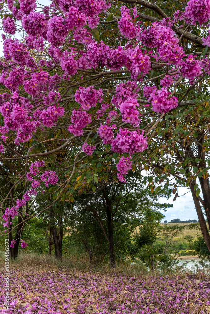 Pink Ipe with scientific name Handroanthus heptaphyllus in Brazil ...