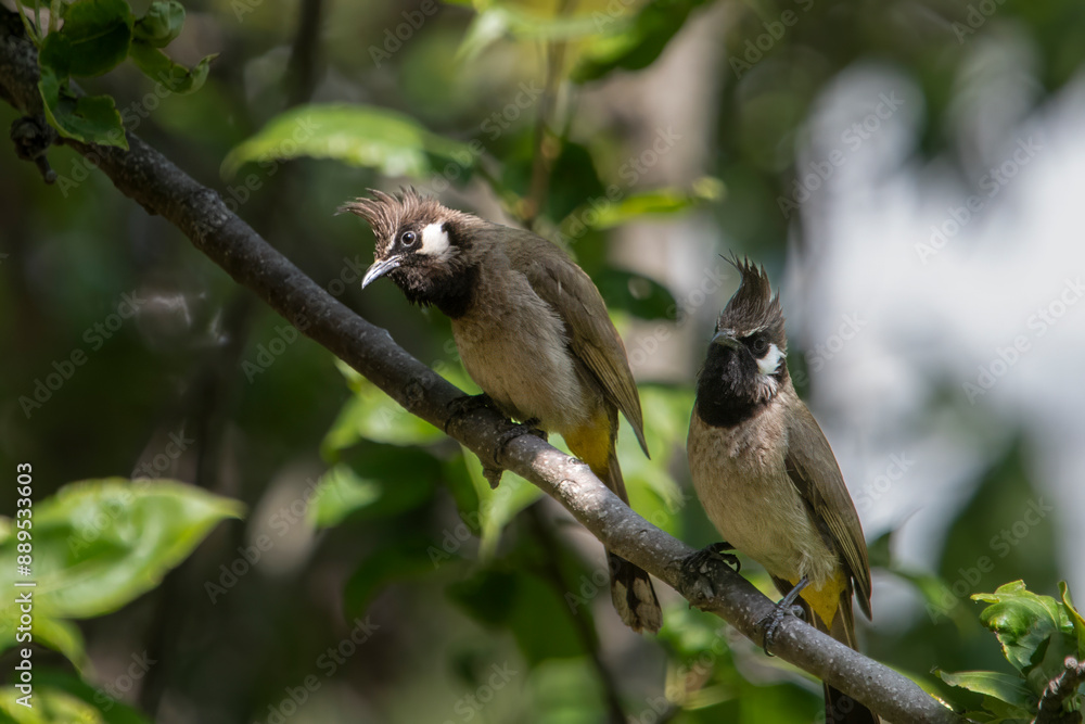 Himalayan bulbul (Pycnonotus leucogenys), or white-cheeked bulbul, in ...