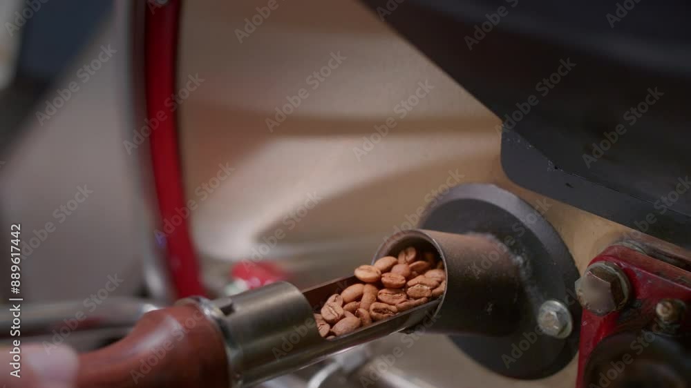 Barista roasts coffee in a roaster, checks the readiness of roasting ...
