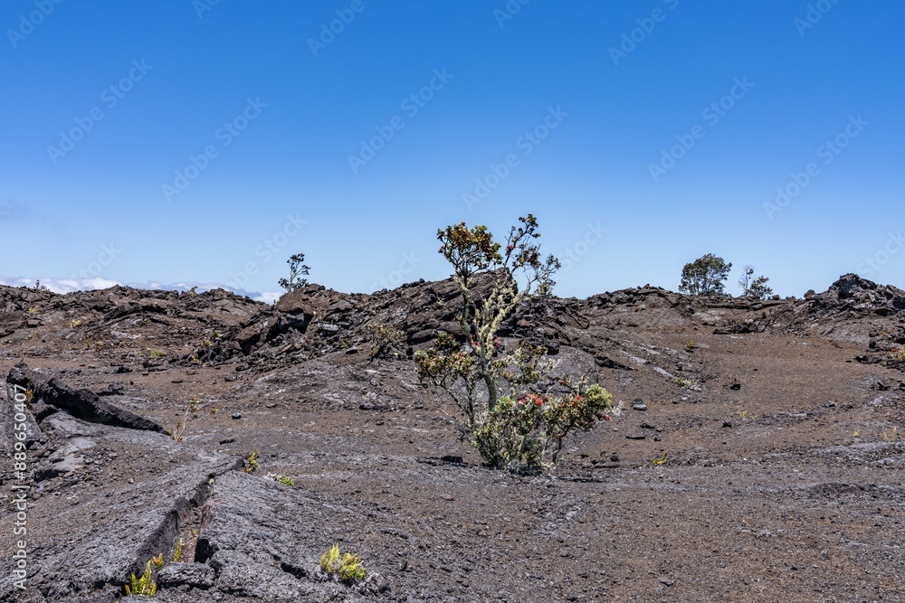 Metrosideros polymorpha, the ʻōhiʻa lehua, flowering evergreen tree in ...