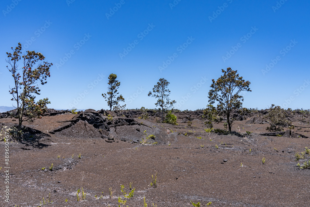 Metrosideros polymorpha, the ʻōhiʻa lehua, flowering evergreen tree in ...