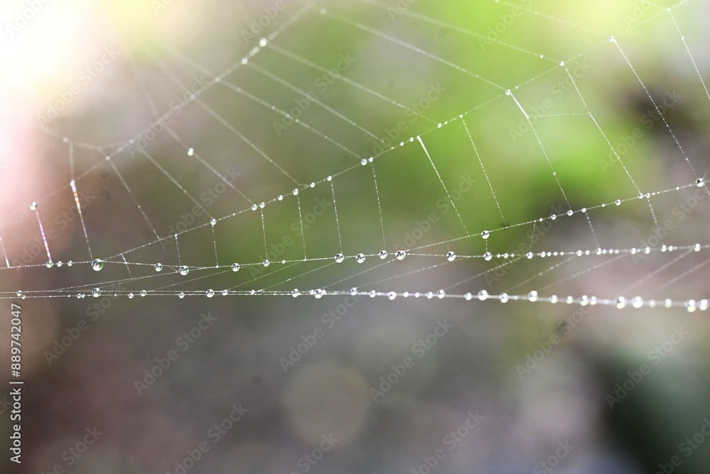 Spiders and spider webs.Spiders are carnivorous arthropods that have ...