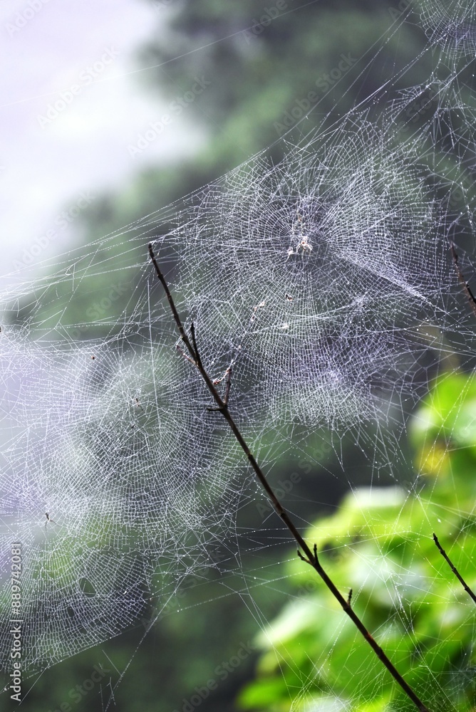 Spiders and spider webs.Spiders are carnivorous arthropods that have ...