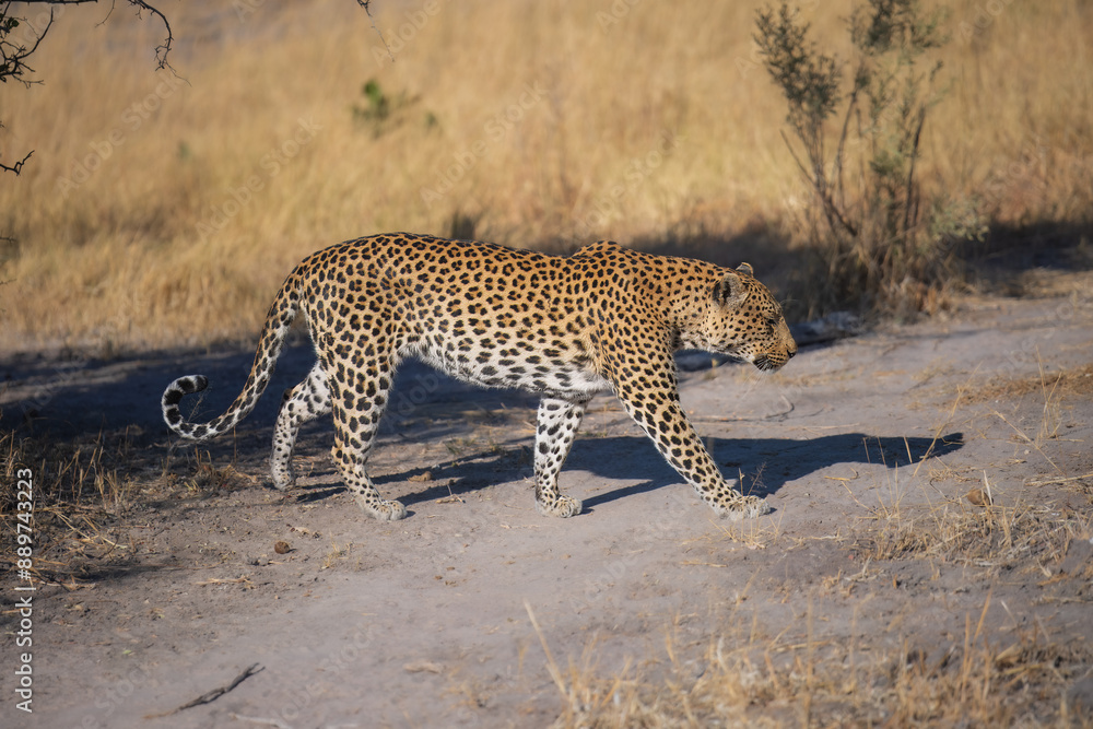 Africa wildlife. Panthera leopard, Panthera pardus, levhart, predator ...