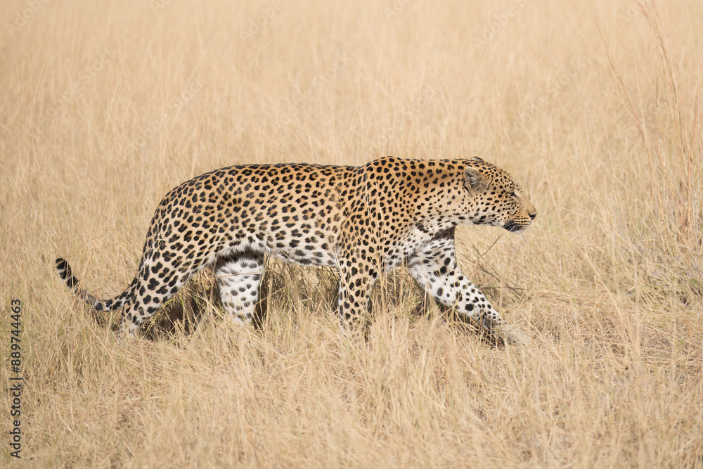 Africa wildlife. Panthera leopard, Panthera pardus, levhart, predator ...