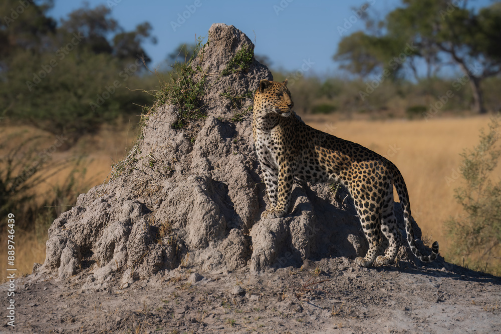 Africa wildlife. Panthera leopard, Panthera pardus, levhart, predator ...