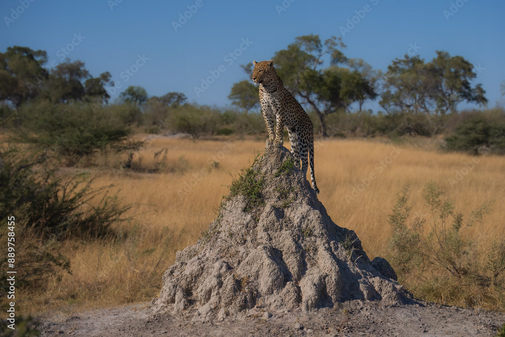Africa wildlife. Panthera leopard, Panthera pardus, levhart, predator ...
