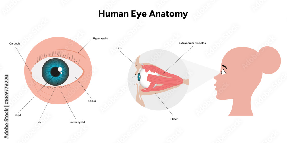 Human Eye Anatomy, medical diagram, Structure of human eye Stock Vector ...