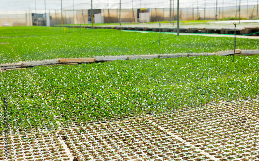 Agribusiness greenhouse seedling spring. Farming sprouts concept ...