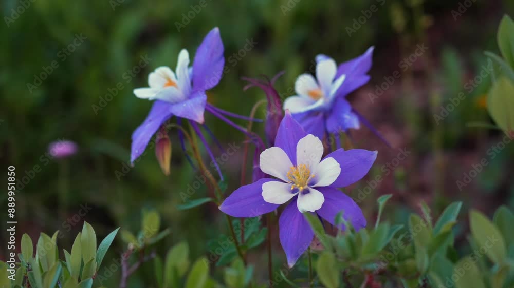 Colorado Rocky Mountain Blue Columbine Wildflowers state flower native ...