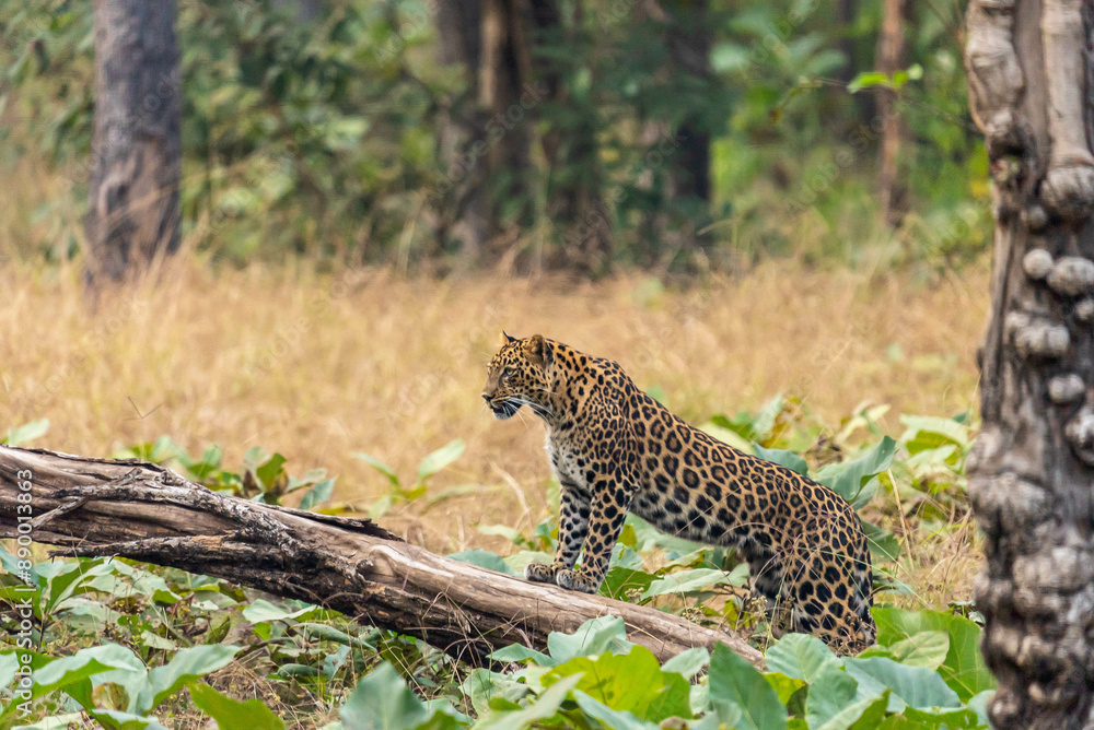An elusive Indian leopard prowled, its golden coat blending seamlessly ...