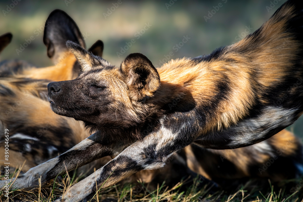 African wild dog, also known as the painted dog or Cape hunting dog, is ...
