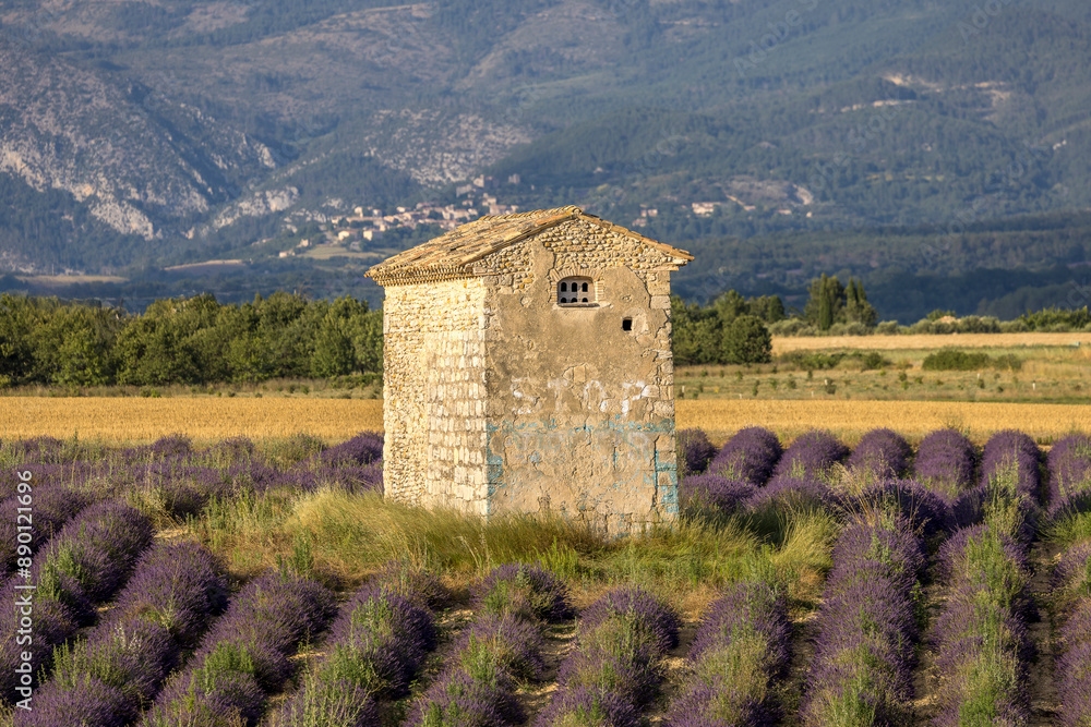 Traditional cabanon in the middle of a lavender field in Provence ...