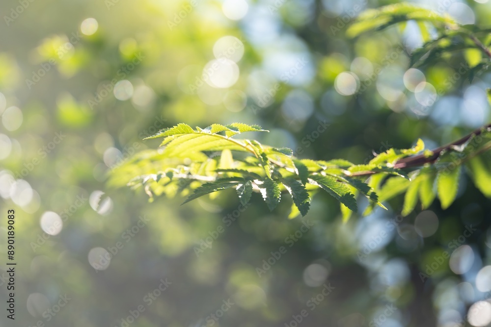 European Mountain Ash tree. With bright orange berries summer growth ...