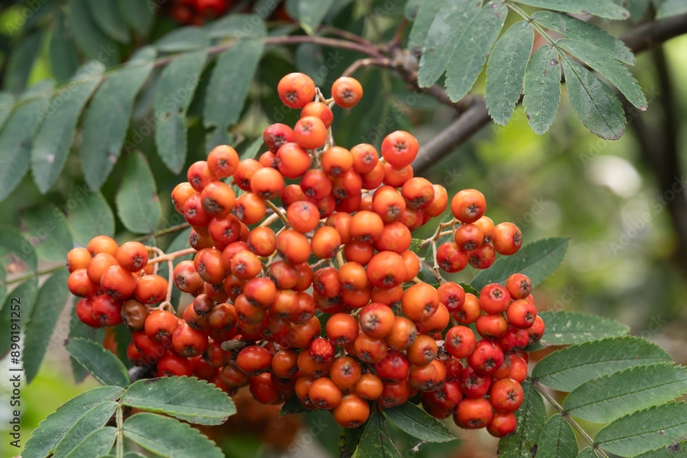 European Mountain Ash tree. With bright orange berries summer growth ...