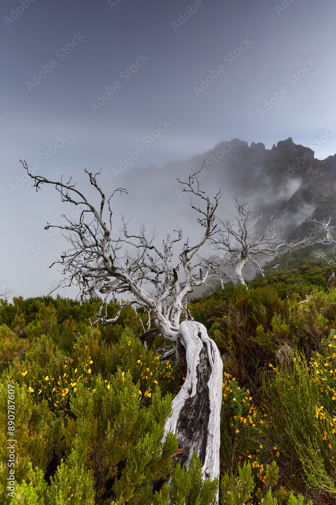 Trees with mysterious and disturbing appearance in the misty mountains ...