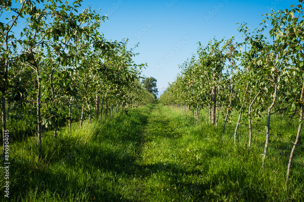 Long rows of green apple trees growing in a farm garden. Cyder or juice ...