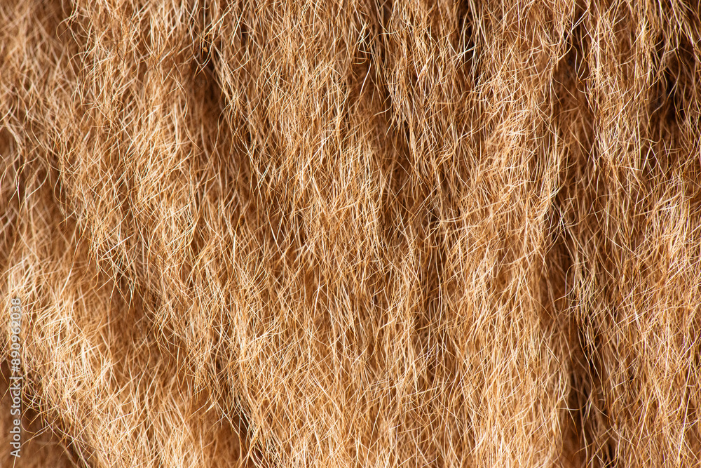 Detailed macro photo of Eastern Grey Kangaroo fur. The eastern grey ...