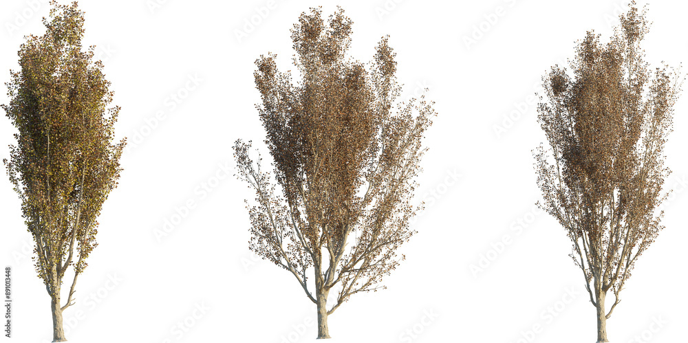 Populus tree 4k png cutout Stock Illustration | Adobe Stock