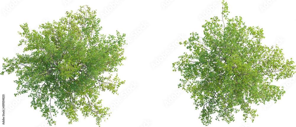 ภาพประกอบสต็อก Terminalia Catappa tree plan top view 4k png cutout ภาพ ...