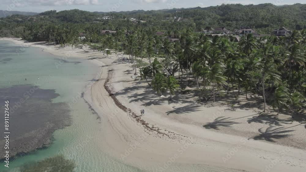 4k 60 fps in the caribbean drone shoot of the nature and palms trees in ...