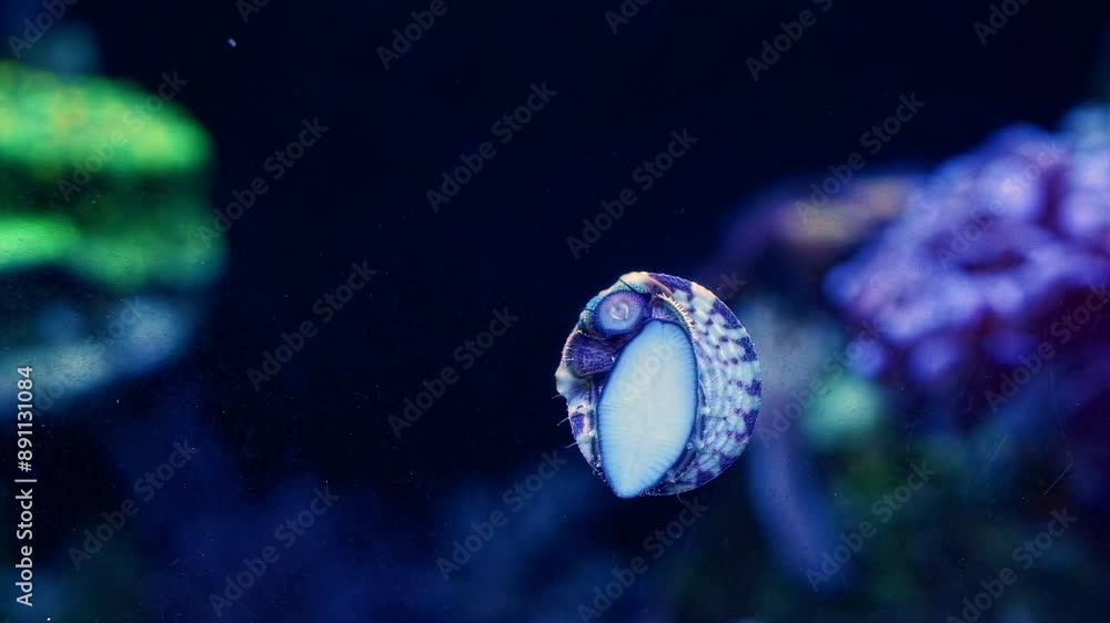 zebra turbo snail eat green filamentous algae, surface cleaner move ...