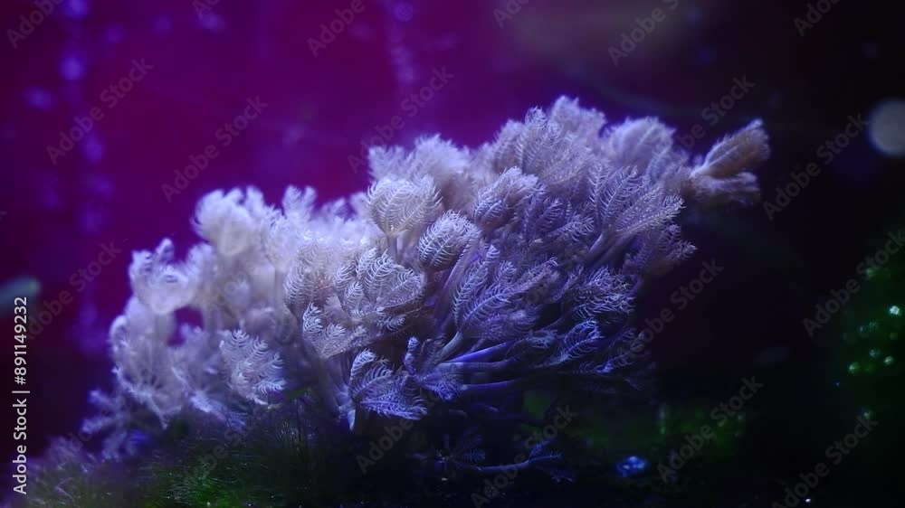 pulsing xenia soft coral frag colony, hardy pet for beginner move ...
