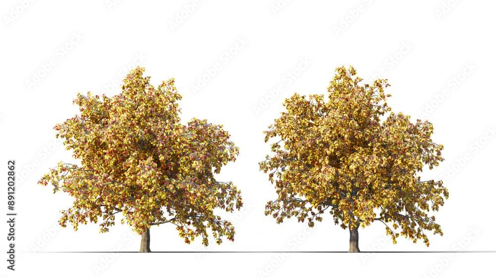 Growing trees on a white background 3D animation growth grow from small ...