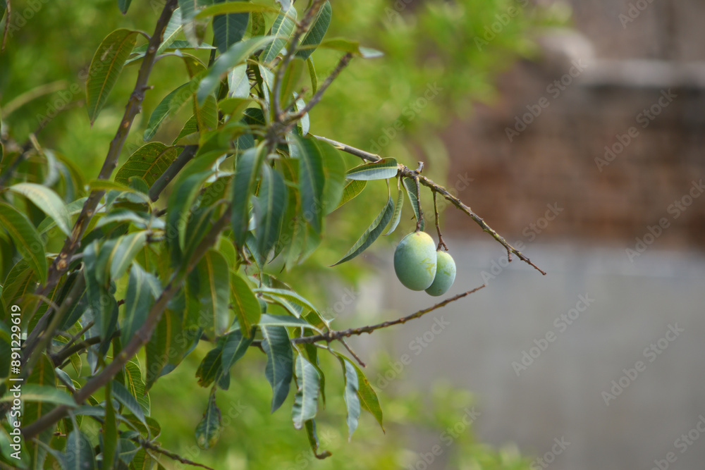 Unripe Green mangoes hanging on Branch. Fresh green mango on tree ...